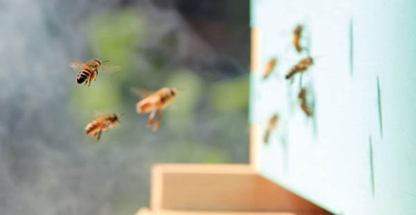 Keeping bees speaks volumes for golf course's maintenance standards ...