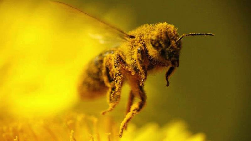 2016 Super of the Year ushers PGA Golf Club into the 'beesness' - News ...