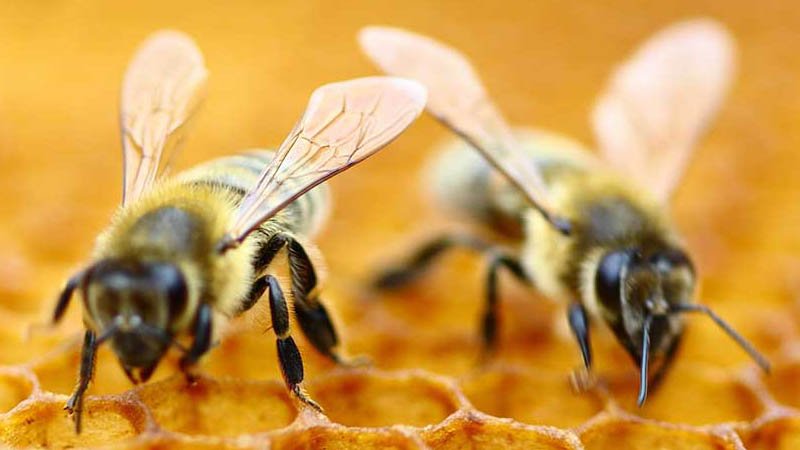Being a friend to bees can be easy - News - TurfNet