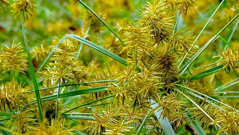 Tennessee ID guide helps turf professional manage weeds - News - TurfNet