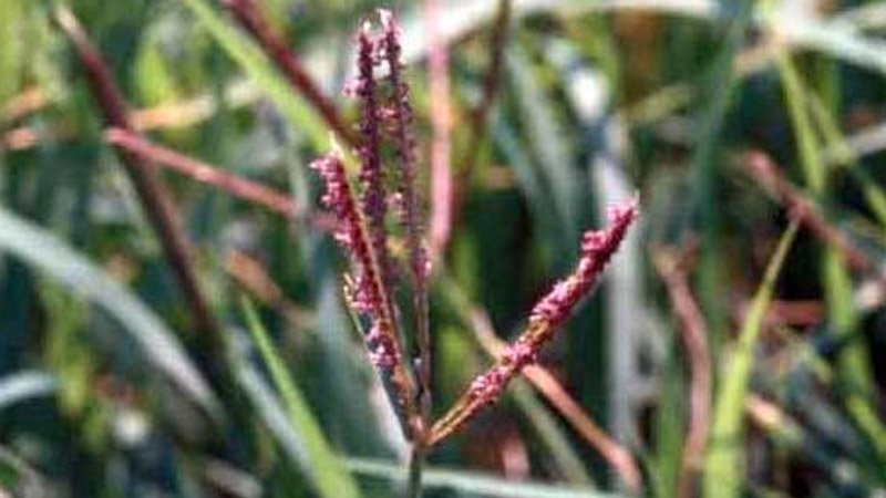 Missouri guide makes it easier to ID up to 461 different weed species ...