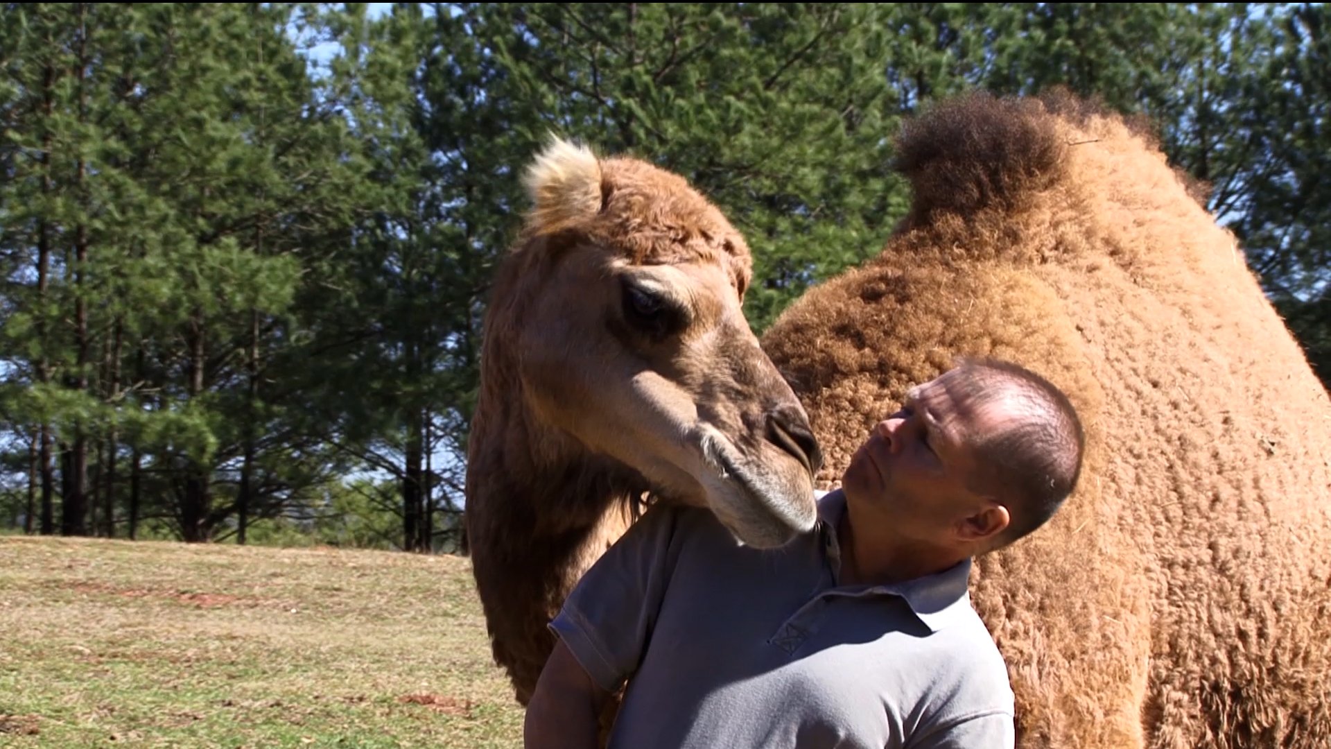 Backyard Bentgrass - Randy Wilson, Here at the 'Rock - TurfNet