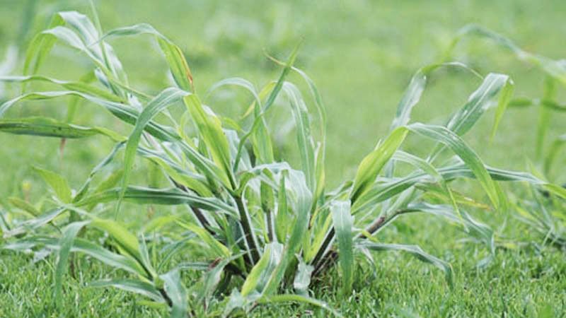 Syngenta's Manuscript herbicide label expanded for use on cool-season ...