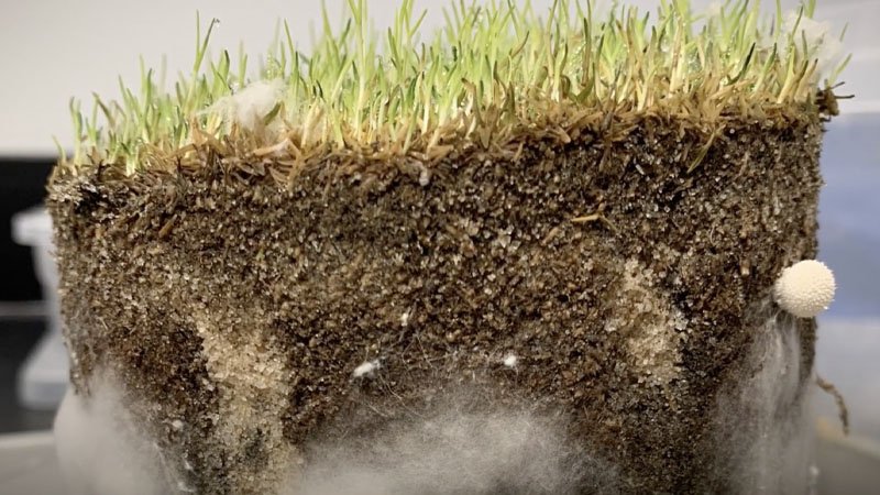 Envu's newest soil-health solution is now available - News - TurfNet