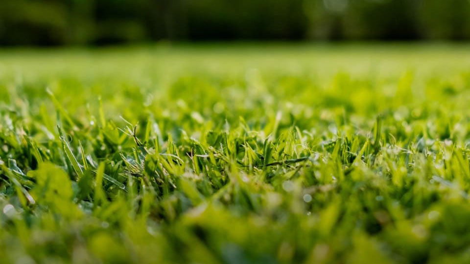 United Turf Alliance takes on another owner - News - TurfNet