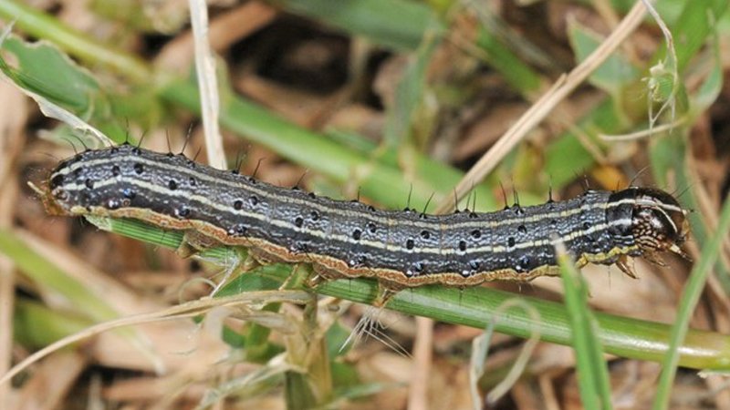 A multi-pronged attack is needed to win the war against fall armyworms ...