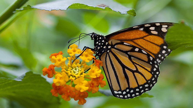 NC State extension provides comprehensive guide to attracting ...